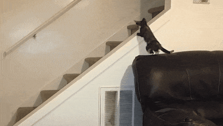 Cat boardslide | Random Cat Gifs