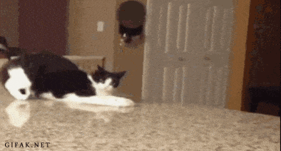 startled cat | Random Cat Gifs