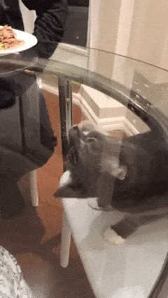the good old glass table prank | Random Cat Gifs
