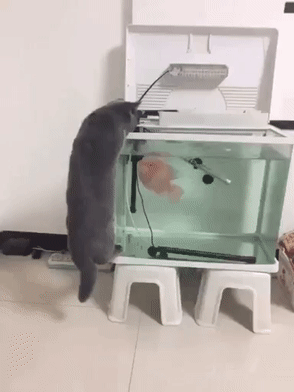 cat vs fish | Random Cat Gifs