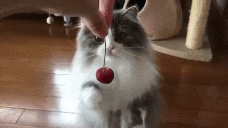 cat is touching that cherry | Random Cat Gifs