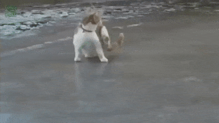 Cat on ice (or catnip) | Random Cat Gifs