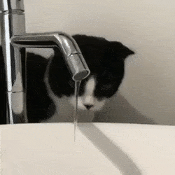 what is dis | Random Cat Gifs