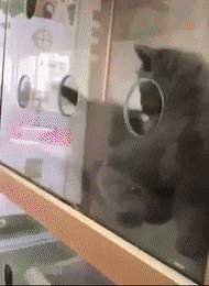 The great kitten escape | Random Cat Gifs