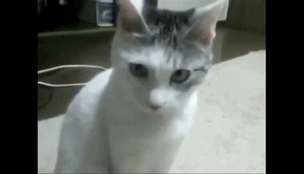 Gasping cat | Random Cat Gifs