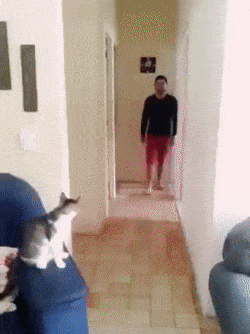 cat bro | Random Cat Gifs