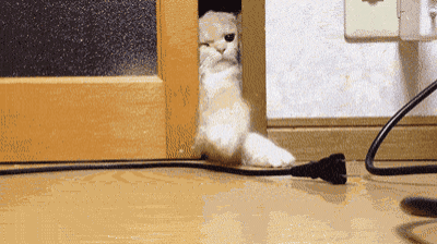 must get cable lick | Random Cat Gifs
