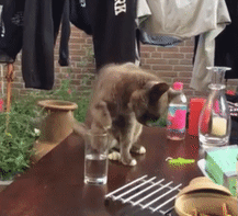 Trolling a cat | Random Cat Gifs