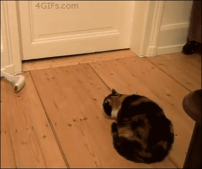 startled cat | Random Cat Gifs
