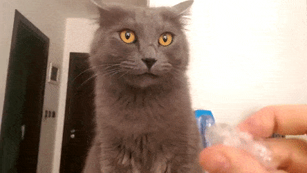 Cat reacting to bubble wrap sound | Random Cat Gifs
