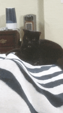 power up cat attack | Random Cat Gifs