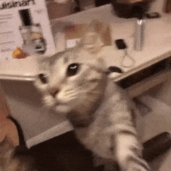 aaaah cheese my only weakness | Random Cat Gifs