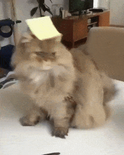 aaaaah post-it my only weakness | Random Cat Gifs