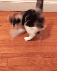 cat VS string | Random Cat Gifs
