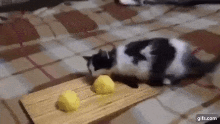 cat steals potato | Random Cat Gifs