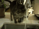 cat drink with style | Random Cat Gifs