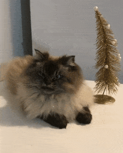 Merlin is rarely amused (@merlinragdoll) | Random Cat Gifs