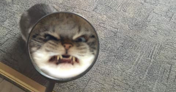 kung-fu-cat | Random Cat Gifs